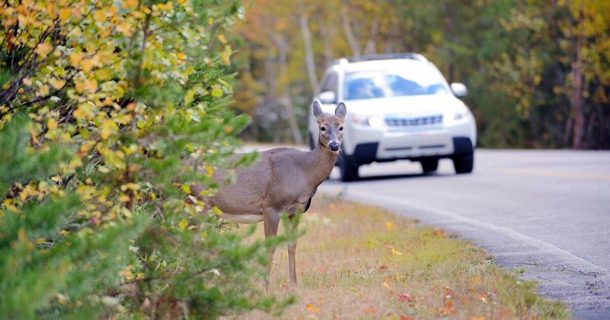 Pilot schemes to detect deer on roads in bid to reduce collisions to be ...