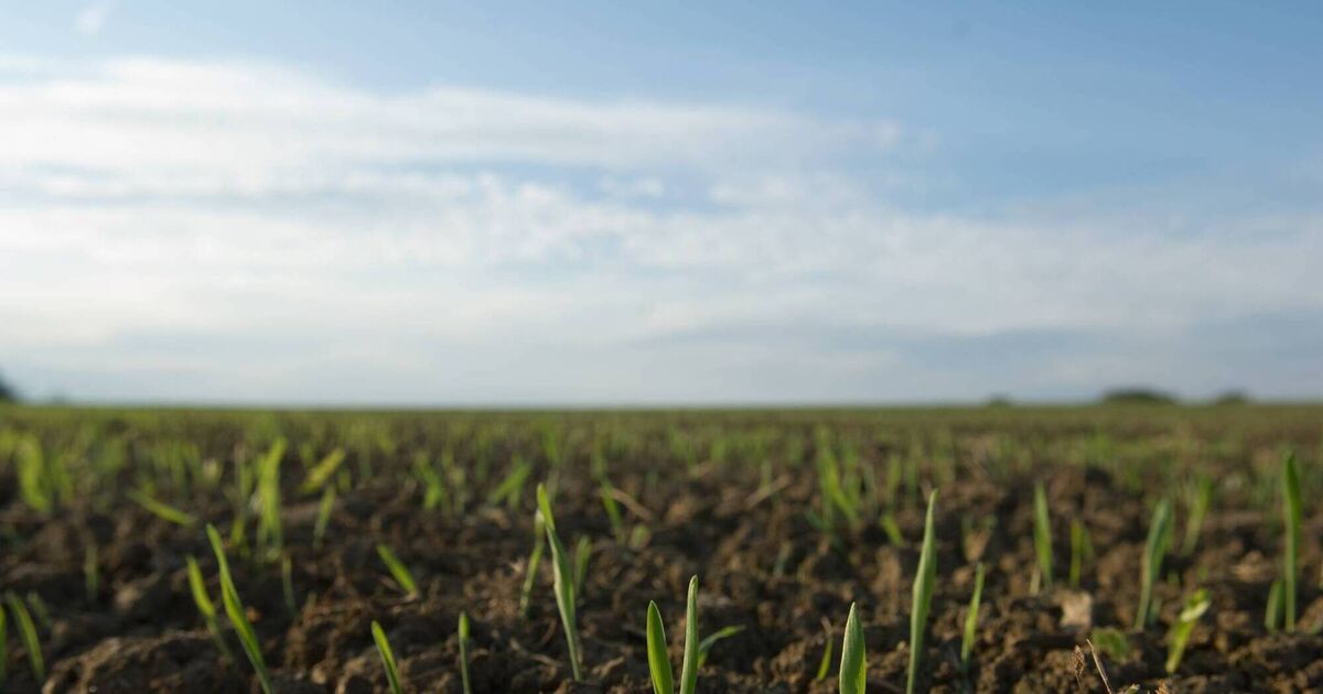 Catch crop scheme offers up to €229/ha to tillage farmers