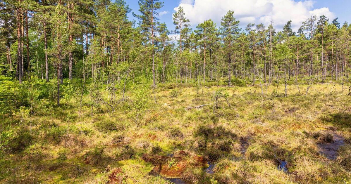 Raised bogs and fens: Nature’s carbon vaults need different care