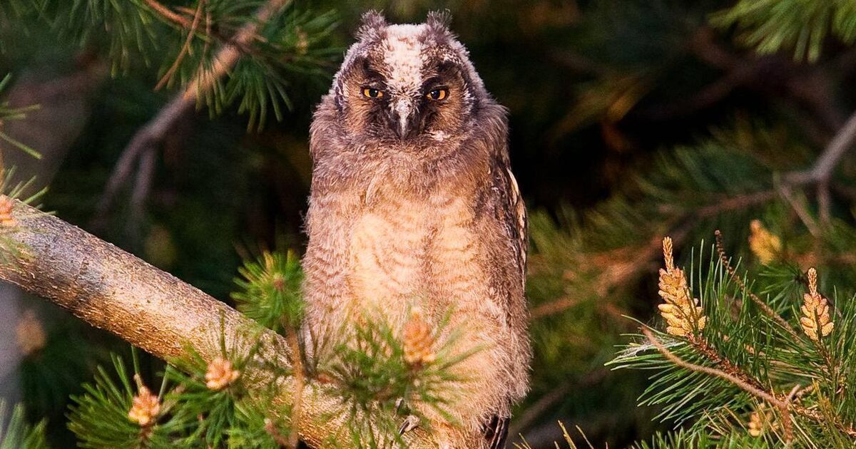 Anja Murray: The sounds of long-eared owls