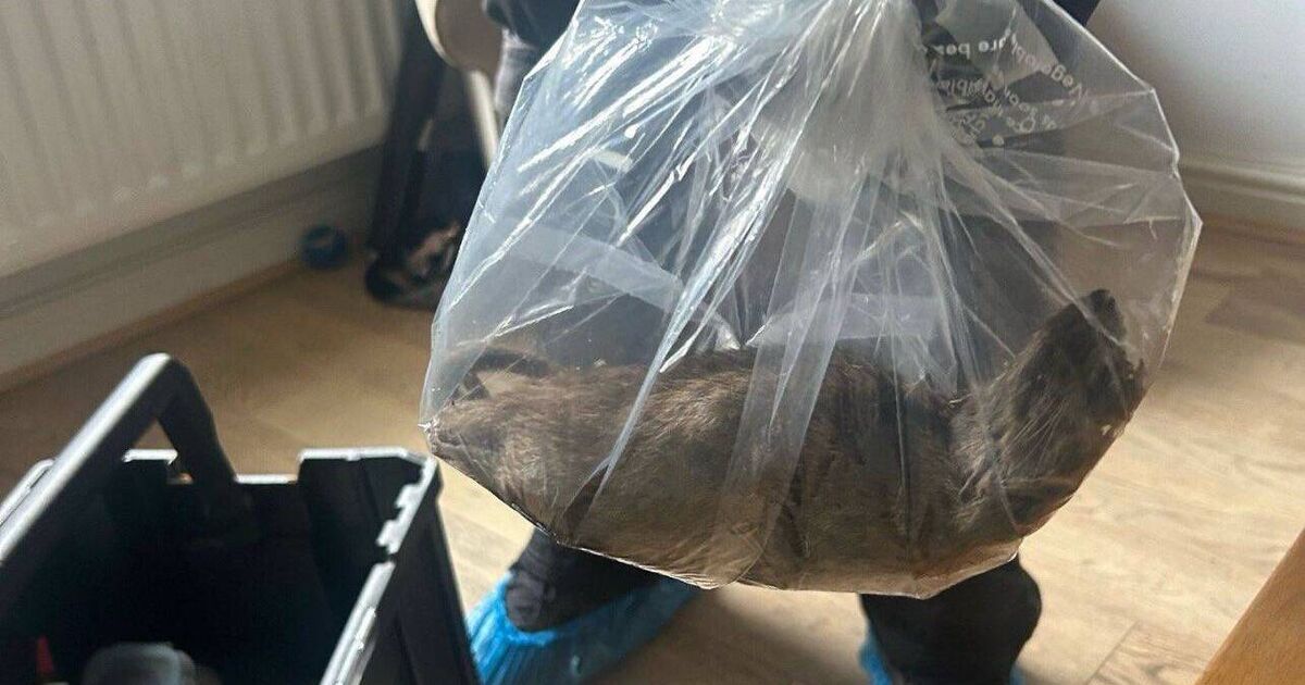 'It’s the size of a cat': Giant rat found in UK town amid pest control ...