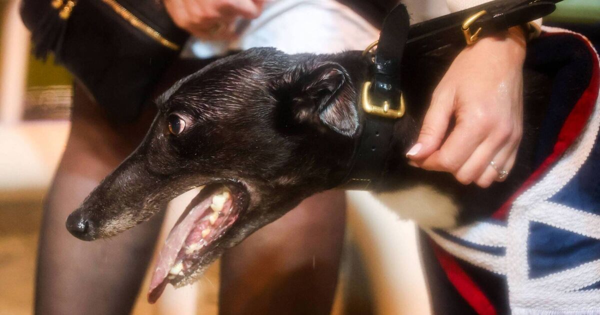 Bockos Diamond still the one to beat as Irish Greyhound Derby draw made