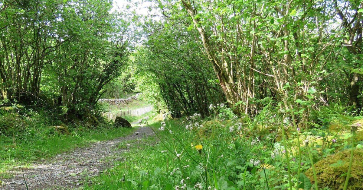The Burren: a magical place — but with eco pressures such as goat grazing