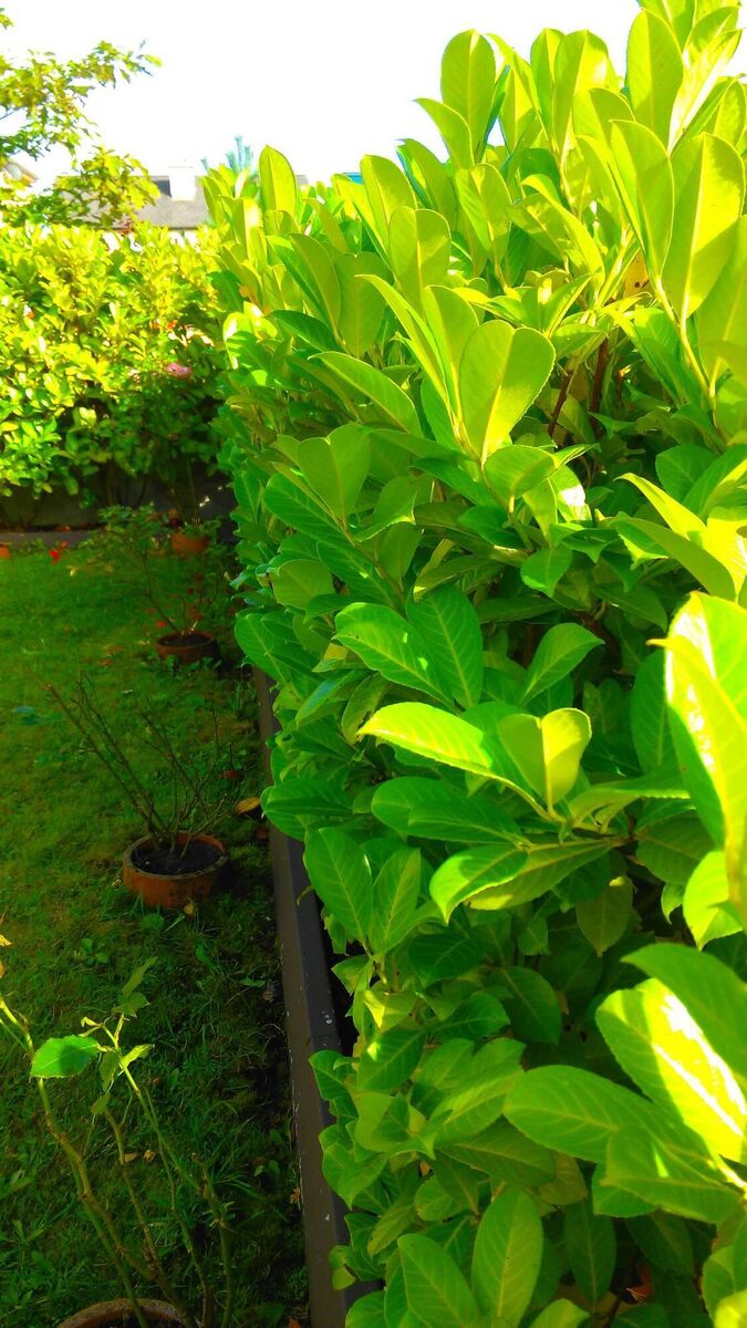 Ongoing battle against invasive cherry laurel
