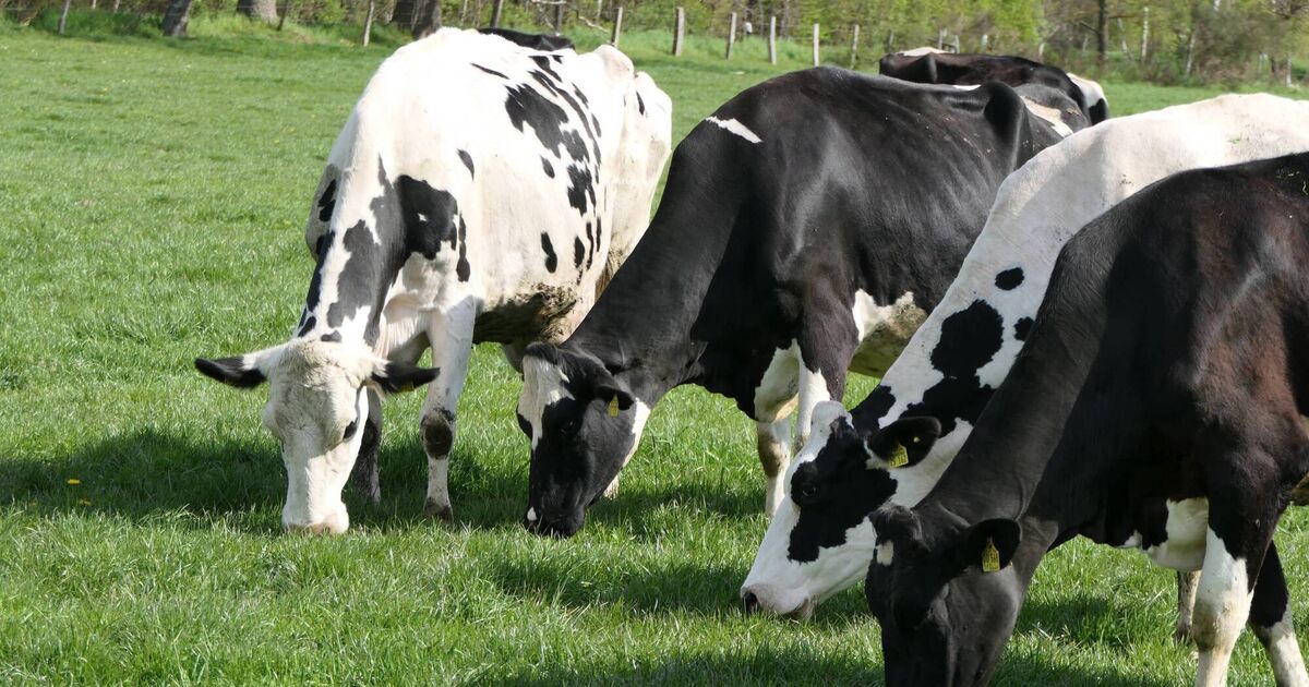 Stephen Cadogan: Why Irish dairy has escaped the brunt of US tariffs