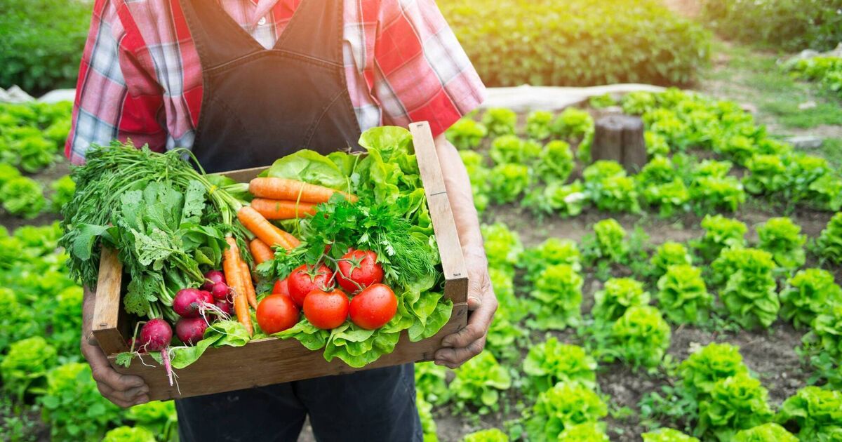 What Are UPFs and How Can You Boost Your Unprocessed Food Intake with a ...