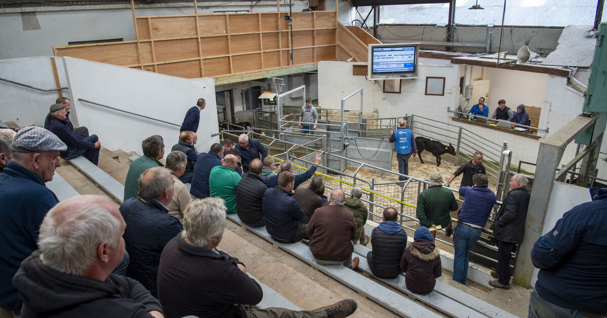 Cork Marts pleads guilty to breaches of animal welfare regulations
