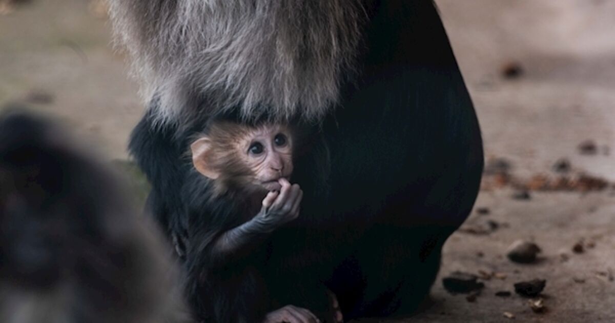 Fota Island ask the public to name two baby macaque monkeys
