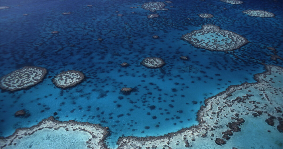 Death of world's coral reefs a 'tipping point' in climate-driven ...