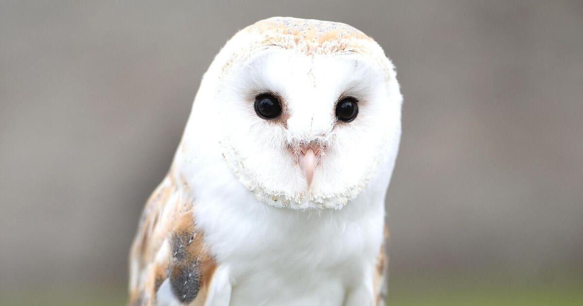 Birds of Ireland: Barn owl