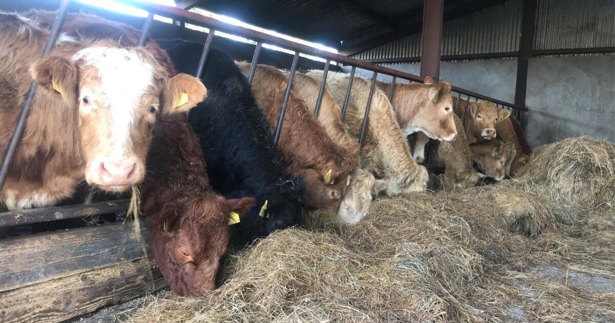 Brian Reidy: Beef performance targets this winter after some good grazing