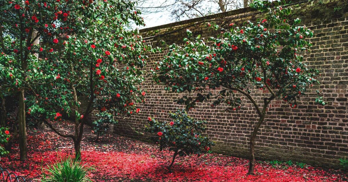 Peter Dowdall: Stars of November shine brightly in our gardens