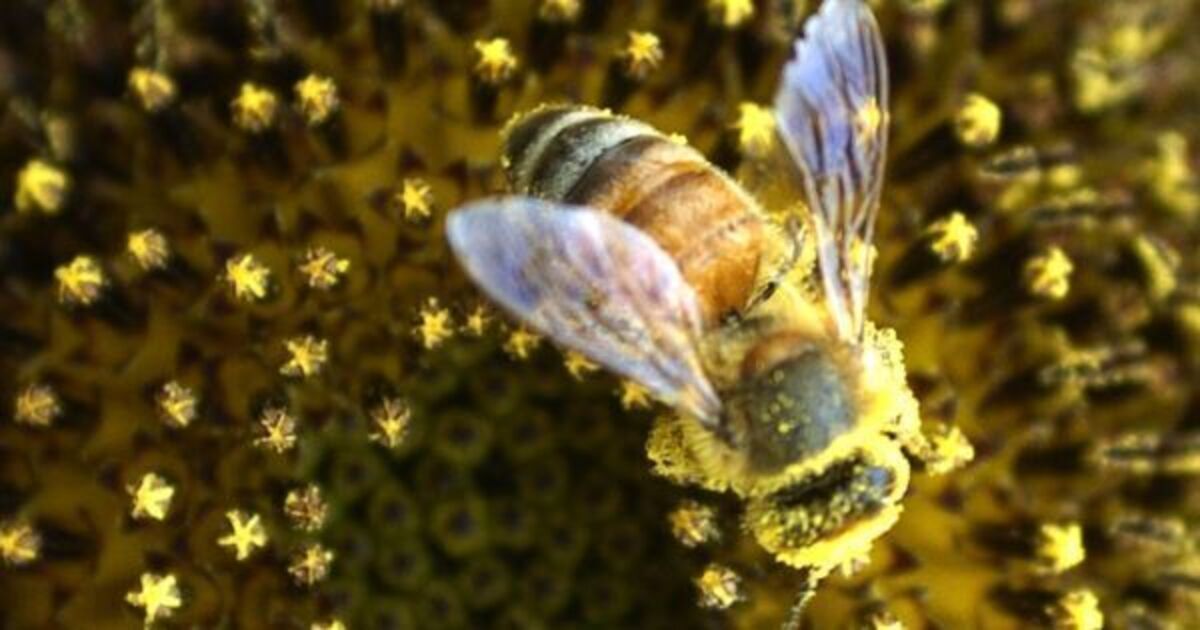 New 'bee highways' scheme aims to reverse decline in numbers
