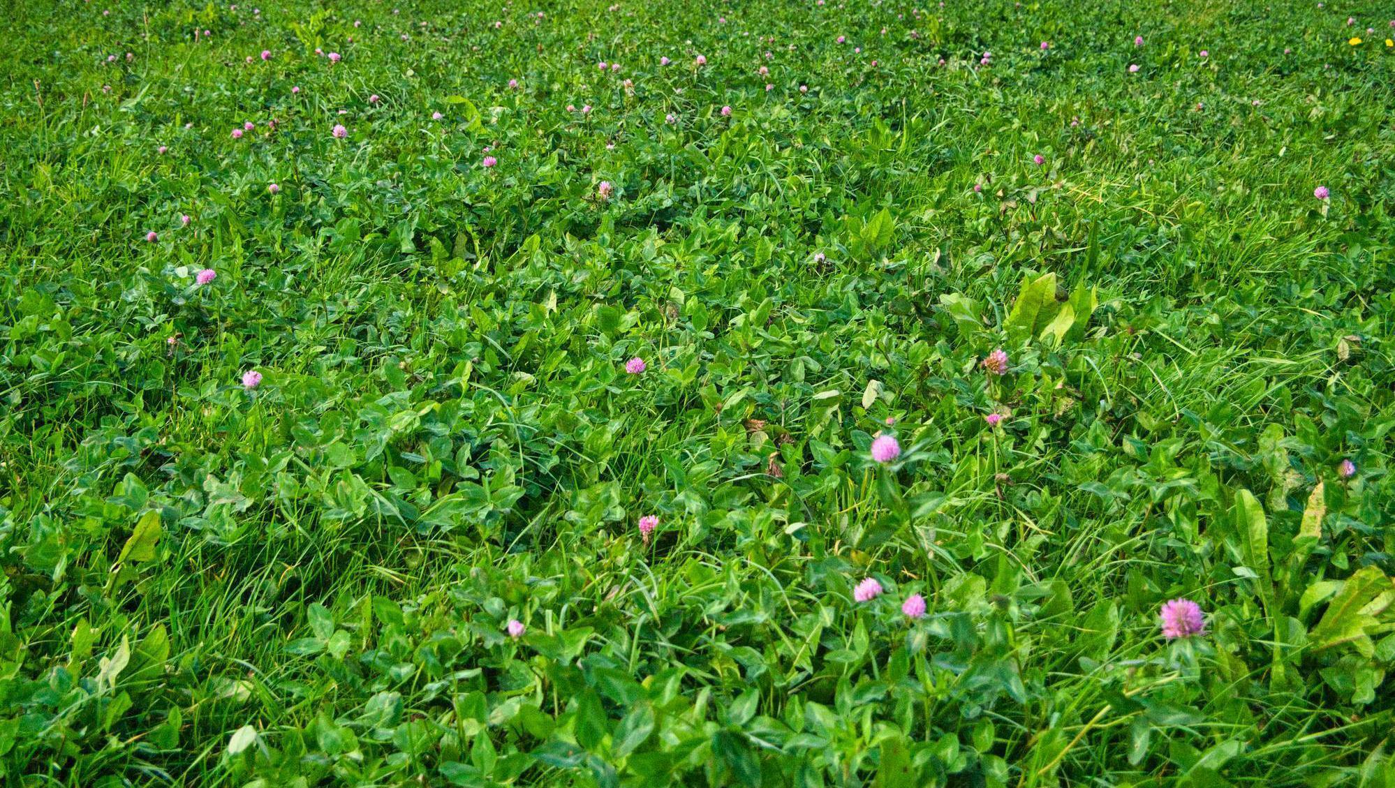 Department starts payments for 2025 multi-species and red clover silage ...
