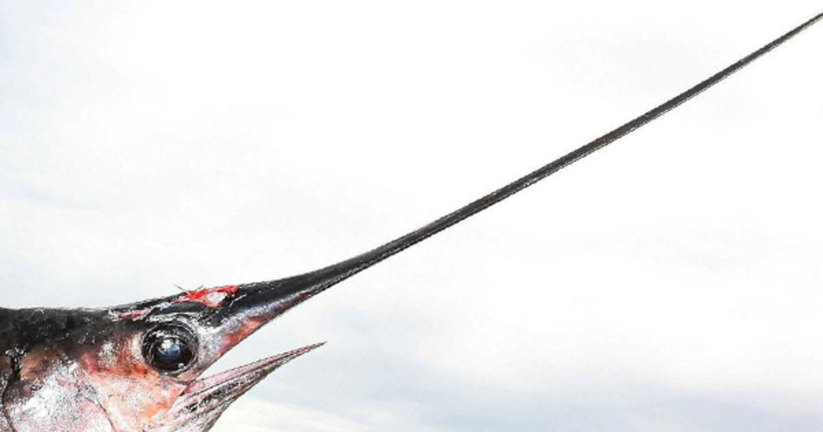 Man killed by swordfish in Hawaii