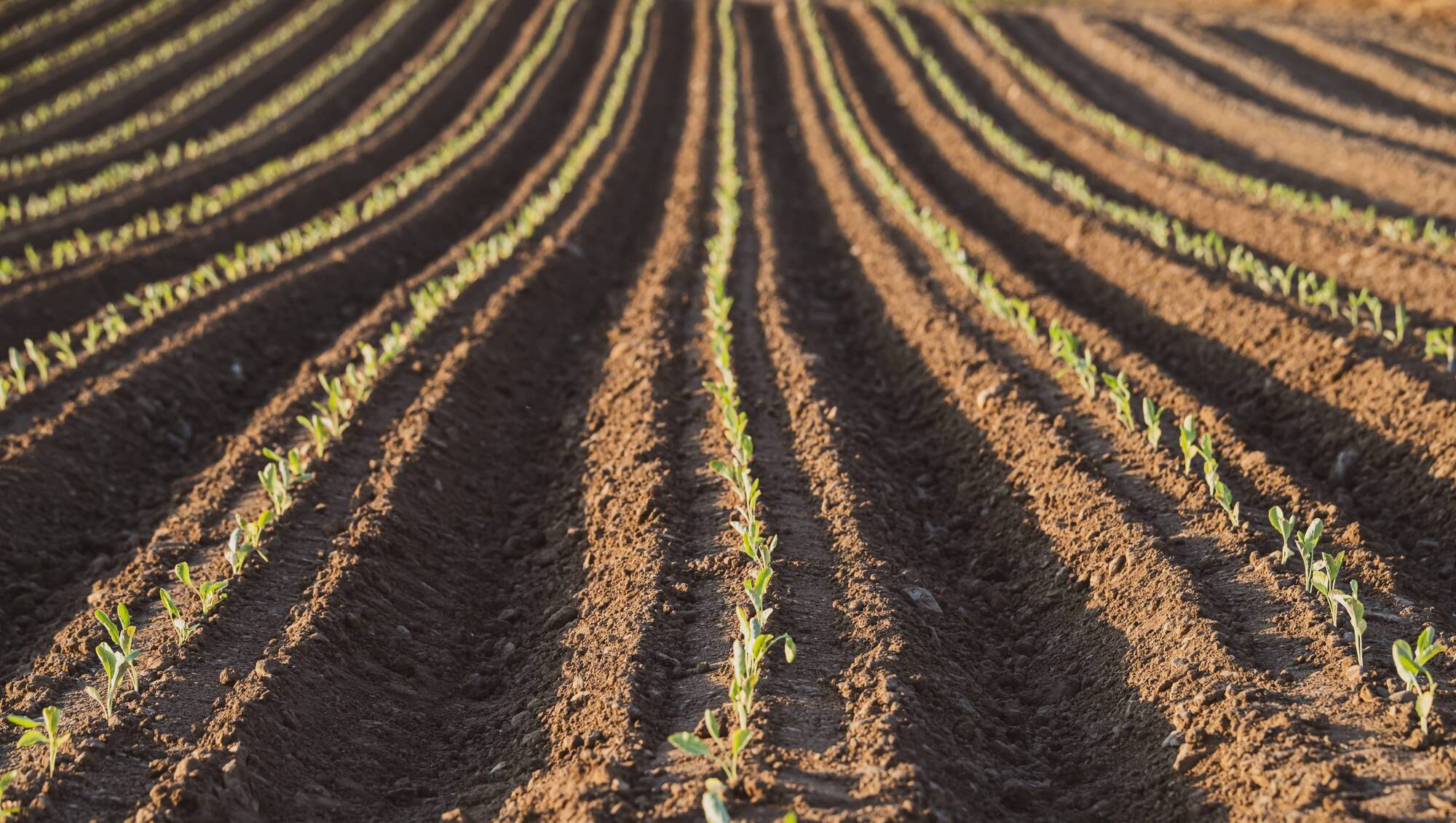 Organic farming scheme now open for applications