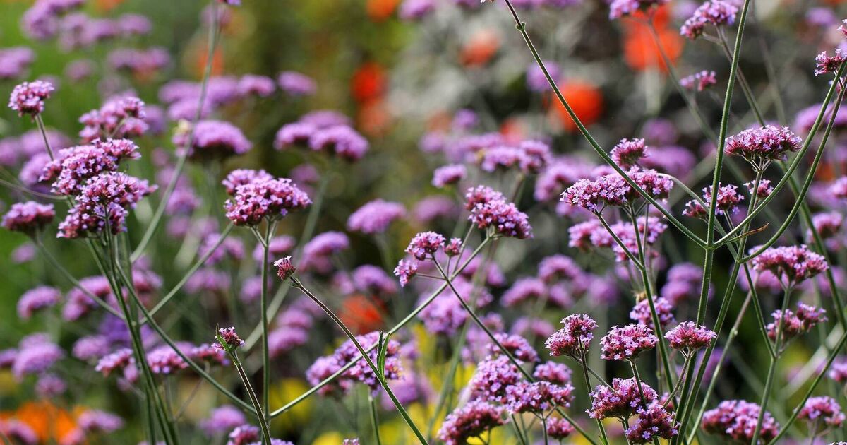GARDEN Q&A: Is it okay to cut back perennials