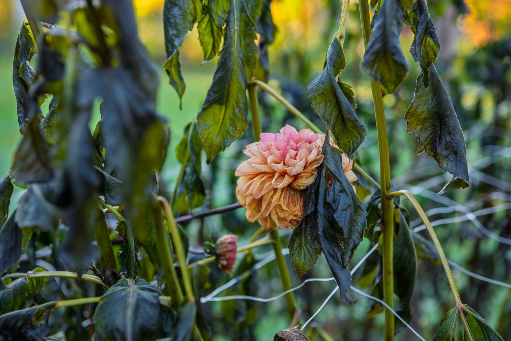 Peter Dowdall: Frost signals season's end for certain plants. Here's ...