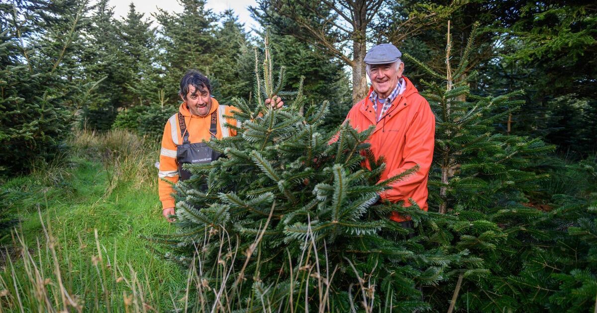 Watch: Behind the scenes at Killarney Christmas tree farm