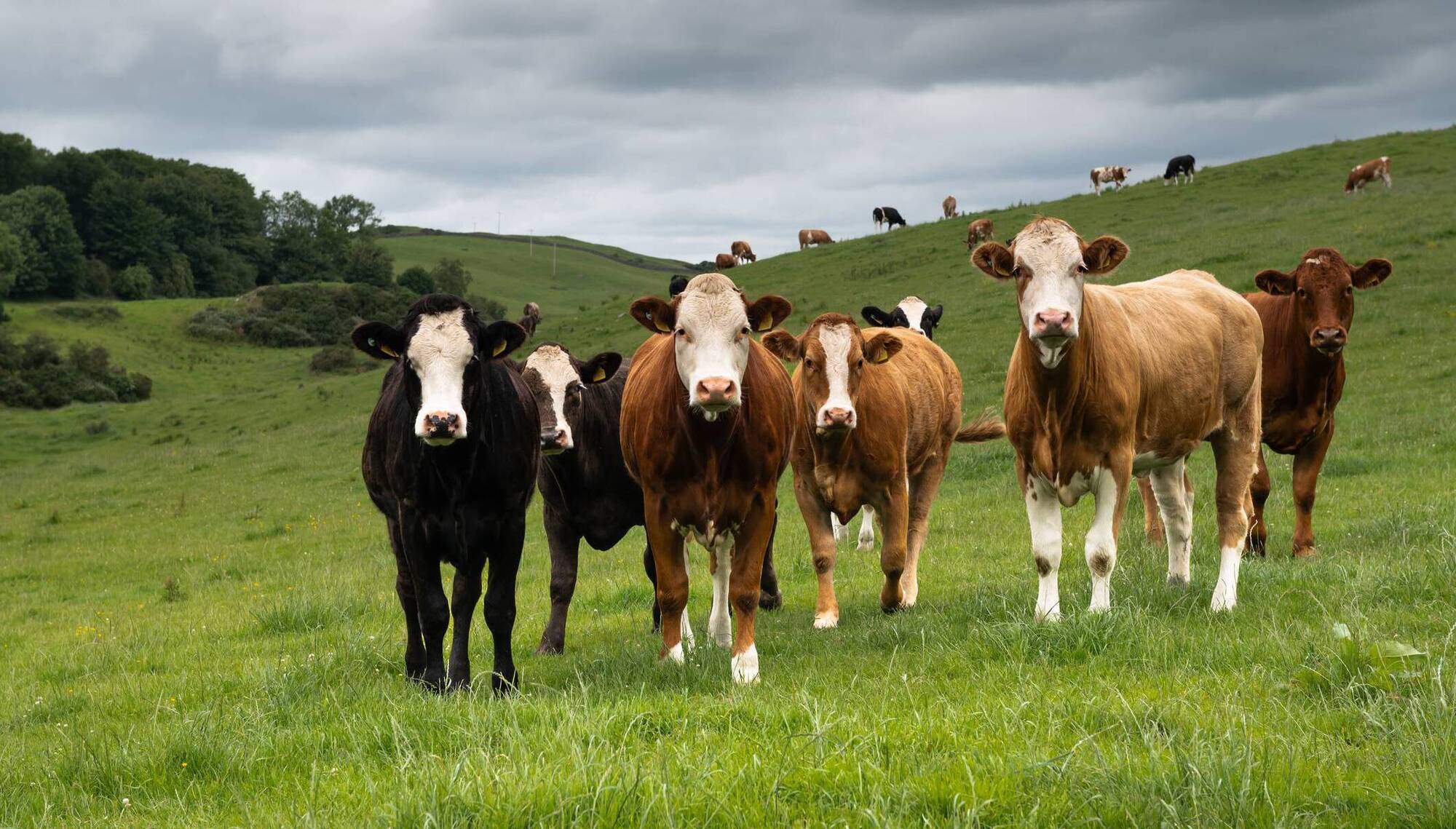 Strong rebound in 2025 farm incomes driven by beef and weather