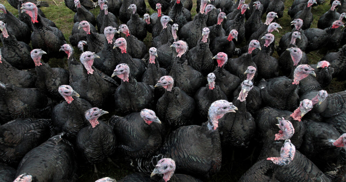 Ireland's fifth bird flu outbreak confirmed at turkey farm in Cavan