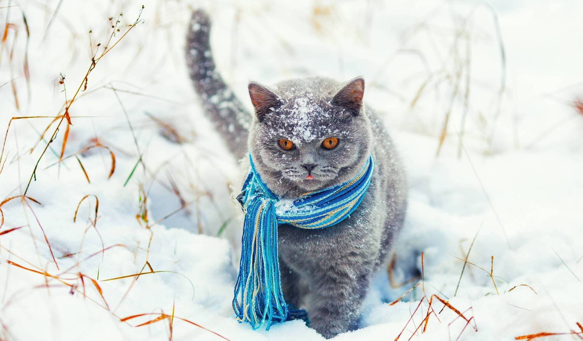 Peter Dowdall: Walk on the wild side and seek out sustainable winter ...