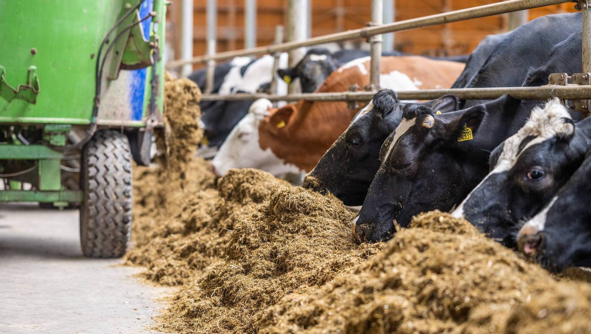 Brian Reidy: Dry cow diets — a steady transition into the next lactation