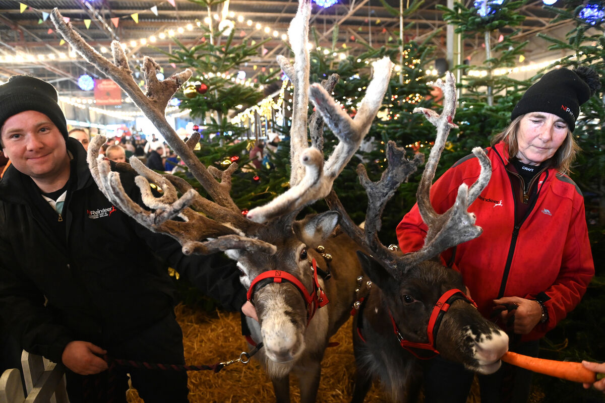 What do reindeer do when not pulling Santa’s sleigh? Star in movies and ...