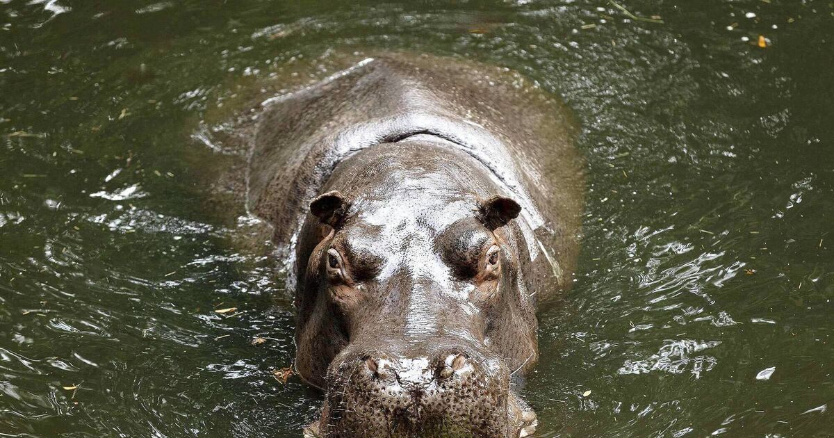 Watch: Dublin Zoo has performed the first ever recorded cataract ...