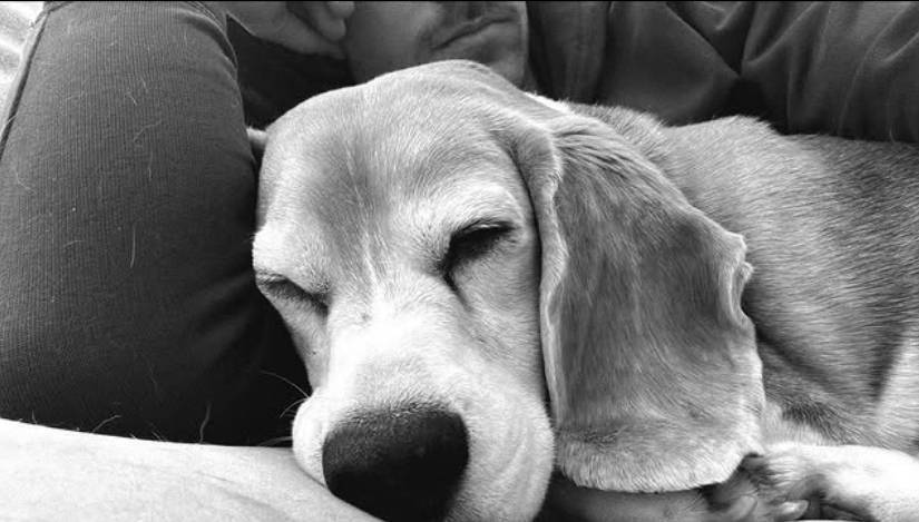 Bernard O’Shea: Five things I’ve learned about celebrity pet cloning