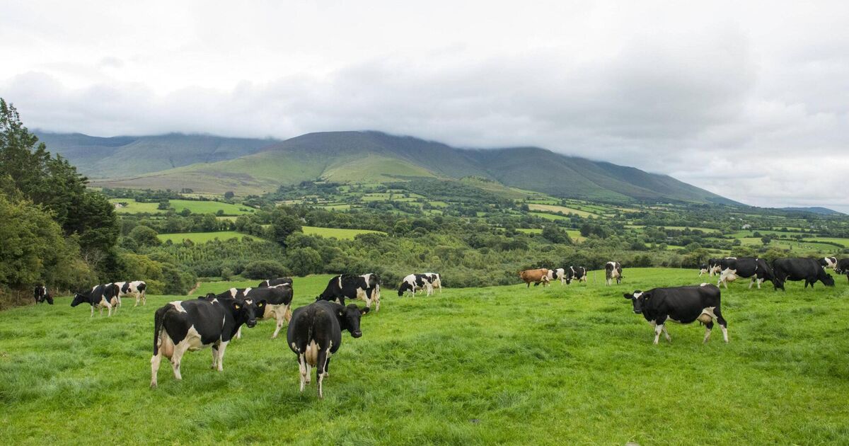 Stephen Cadogan: Ireland's derogation has bucked the trend of EU dairy ...
