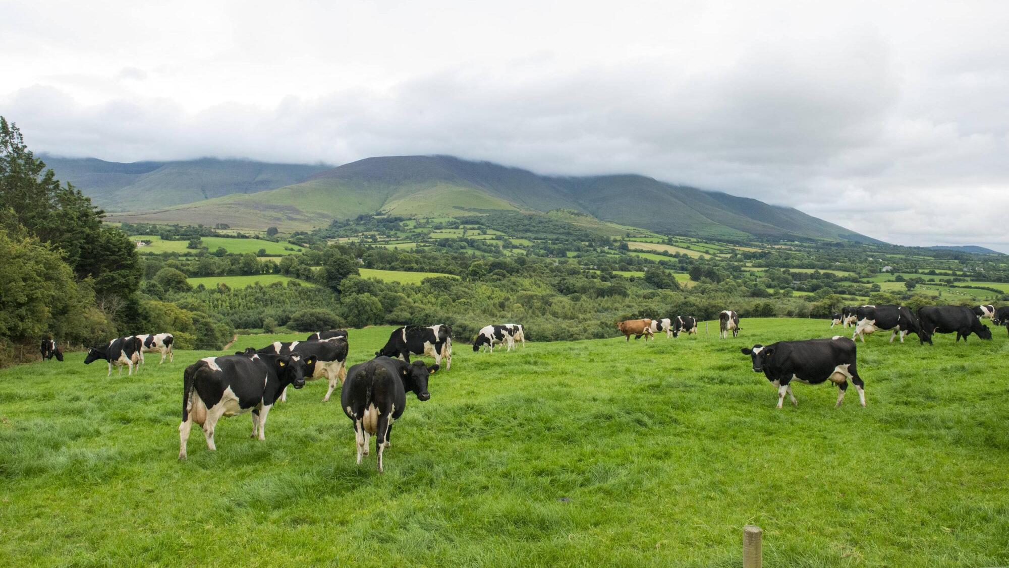 Stephen Cadogan: Ireland's derogation has bucked the trend of EU dairy ...