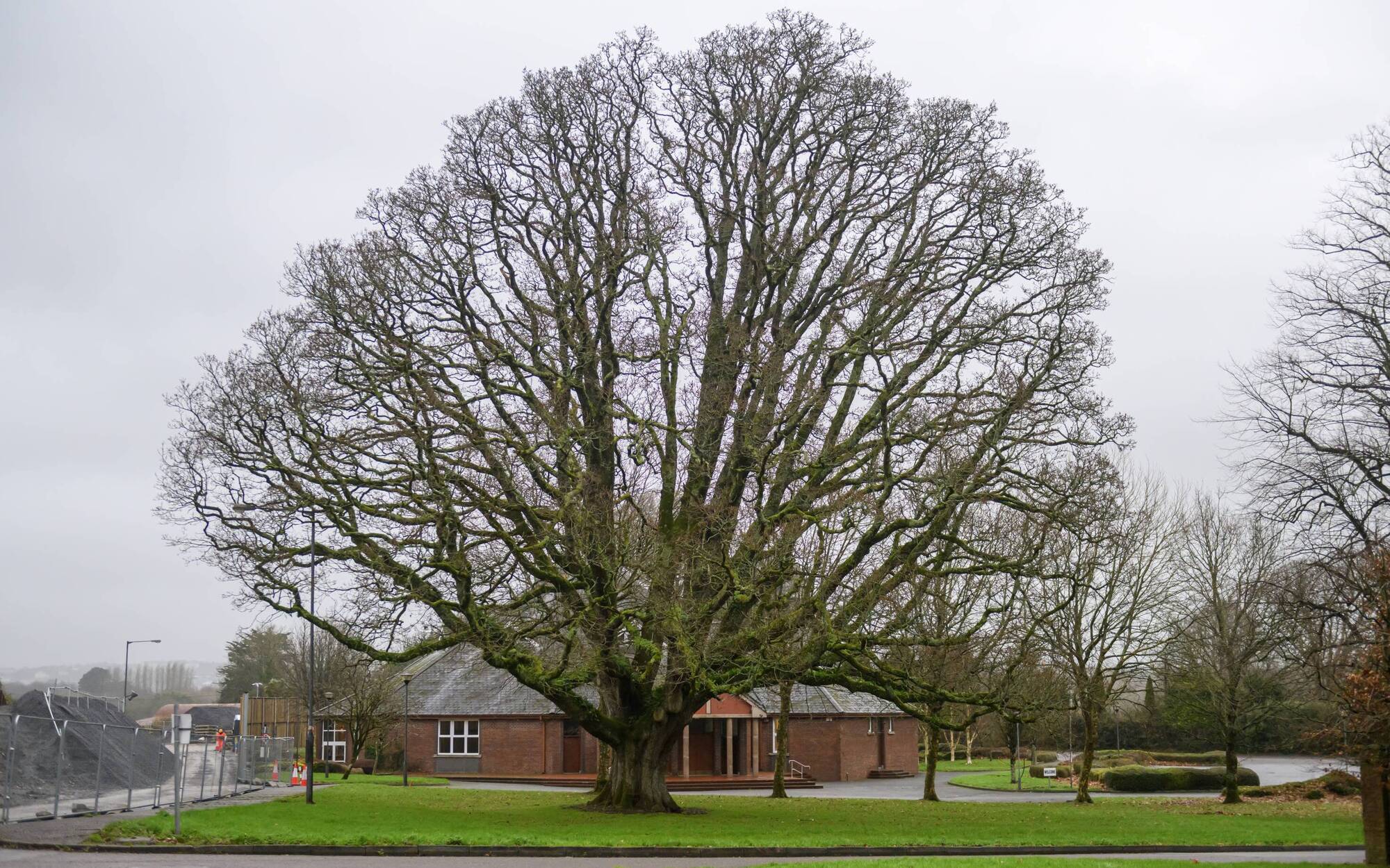 Peter Dowdall: Trees like this oak in Rochestown in Cork root us in the ...