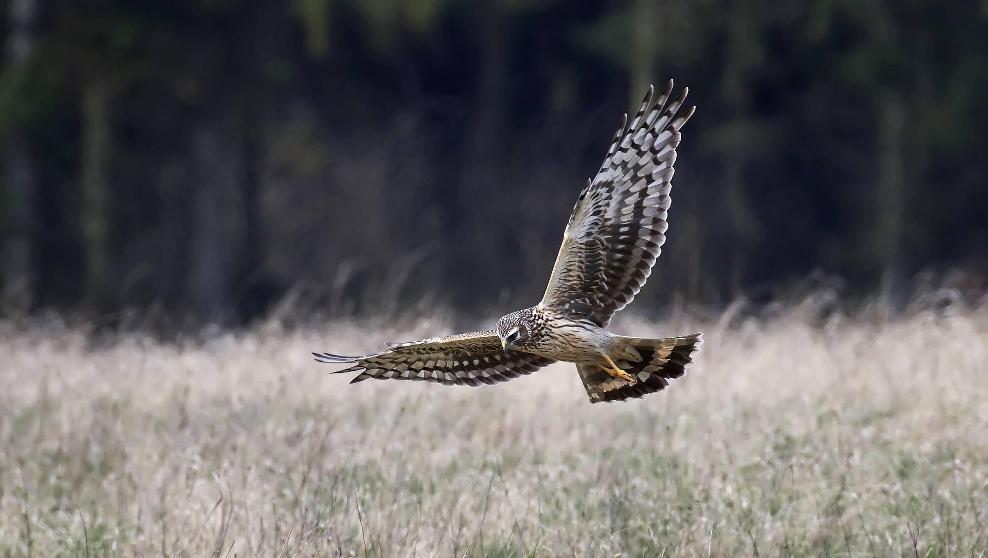 Birds of Ireland: Hen harrier