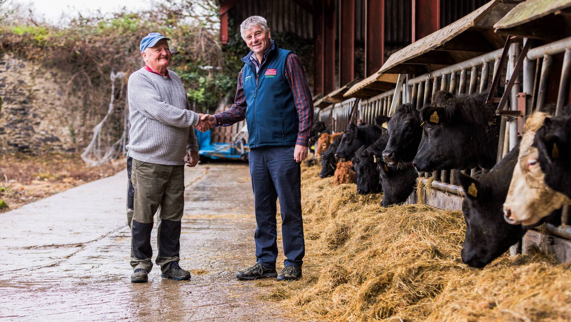 cow fodder crossword clue