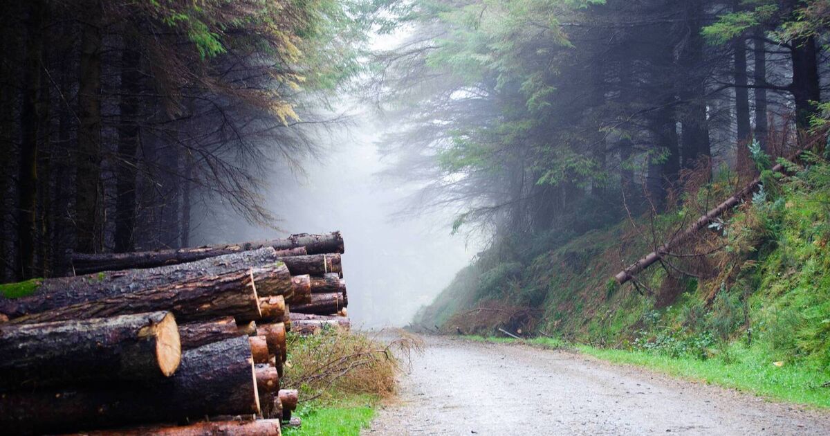 New Board of Forest Certification a positive development