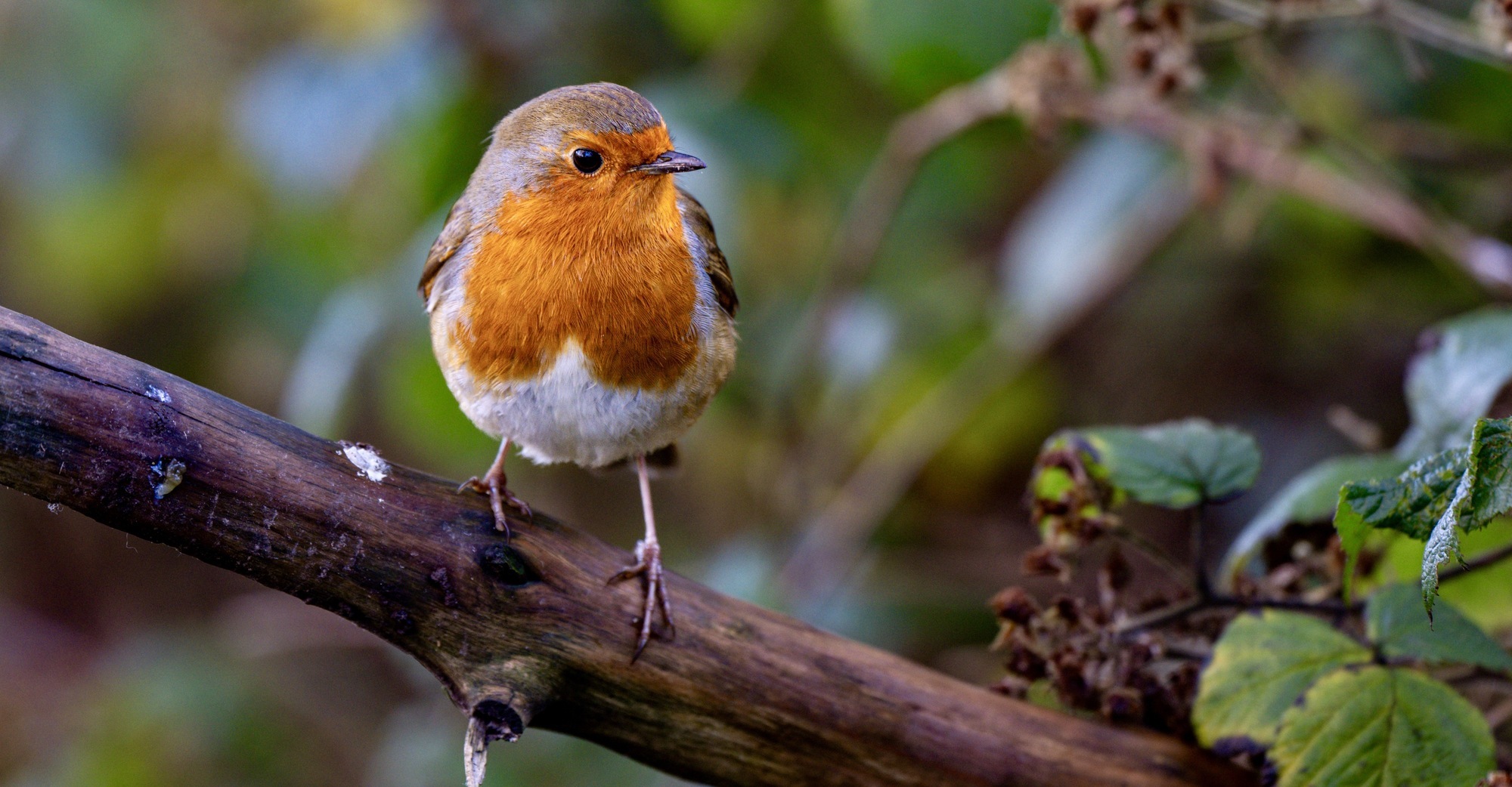 Cold spell brings birds back to our gardens