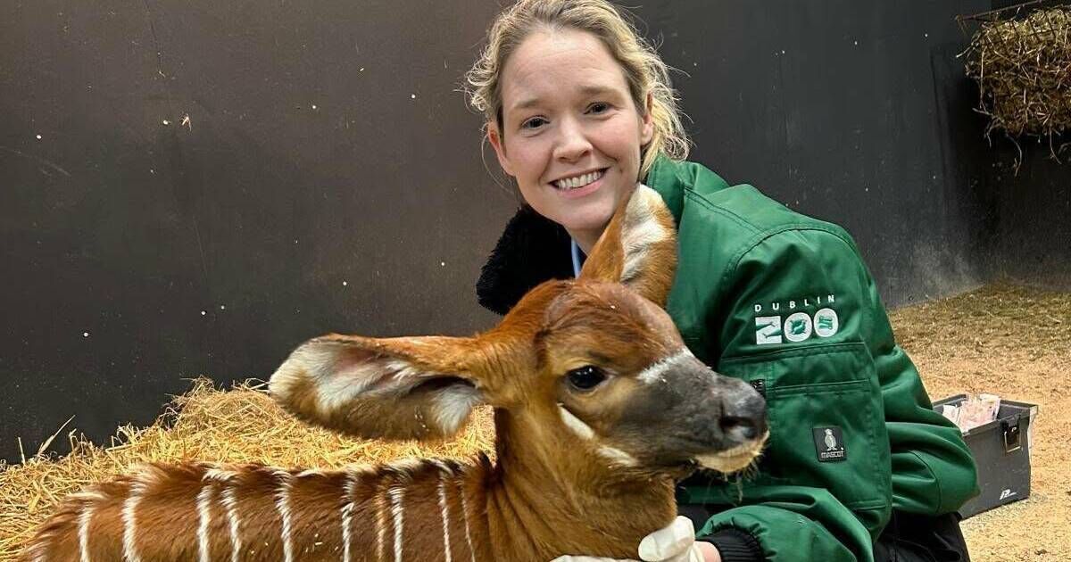 Inside Dublin Zoo: Hippo eye surgery, orangutan birth and elephant ...