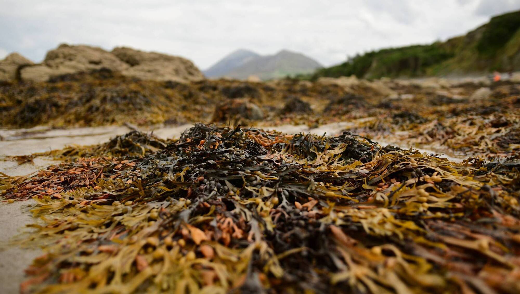 Traditional harvesters fear being squeezed out by industrial seaweed push