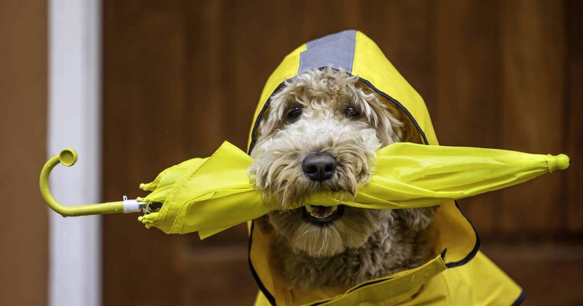Esther McCarthy: From Jessie Buckley to dogs in tiny coats, here are my ...